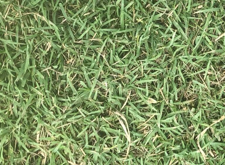 Order Greenlees Park Couch Turf Online | Spring Creek Turf