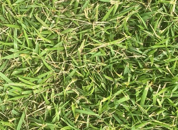 Order Zoysia ZT-11 Turf Online | Spring Creek Turf